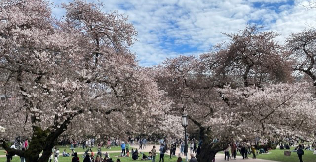 UW Quad cherry blooms