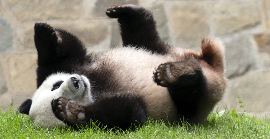 Panda diplomacy: The departure of DC’s beloved pandas may signal a ...