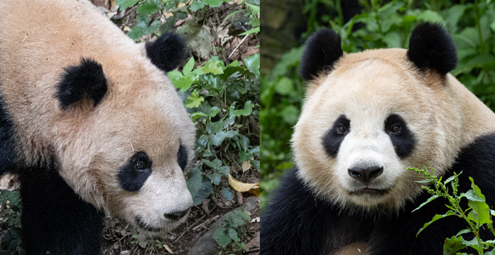 Meet America’s newest giant pandas, Yun Chuan and Xin Bao