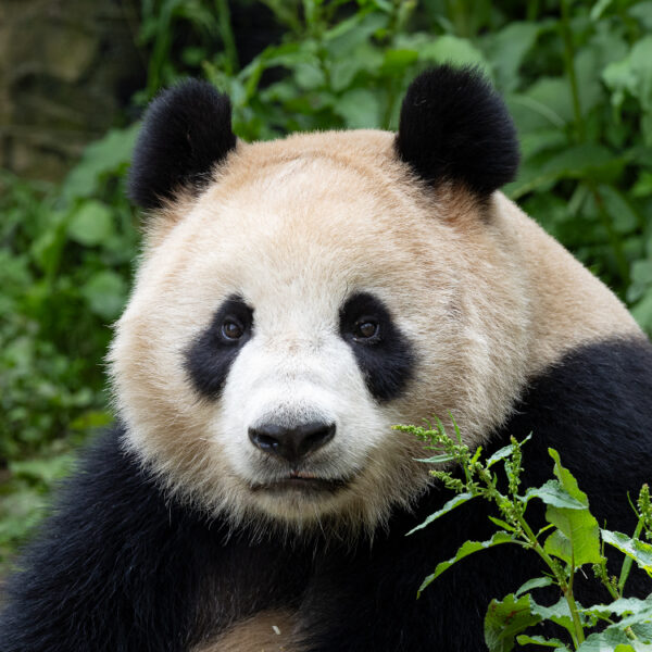 Meet America’s newest giant pandas, Yun Chuan and Xin Bao