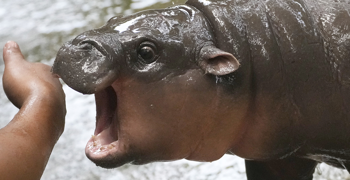 Thailand’s adorable pygmy hippo Moo Deng has the kind of face that ...