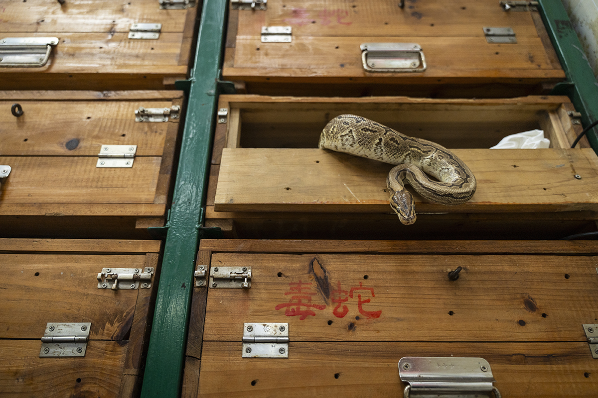 Hong Kong’s snake soup is slithering away but still simmers in a ...