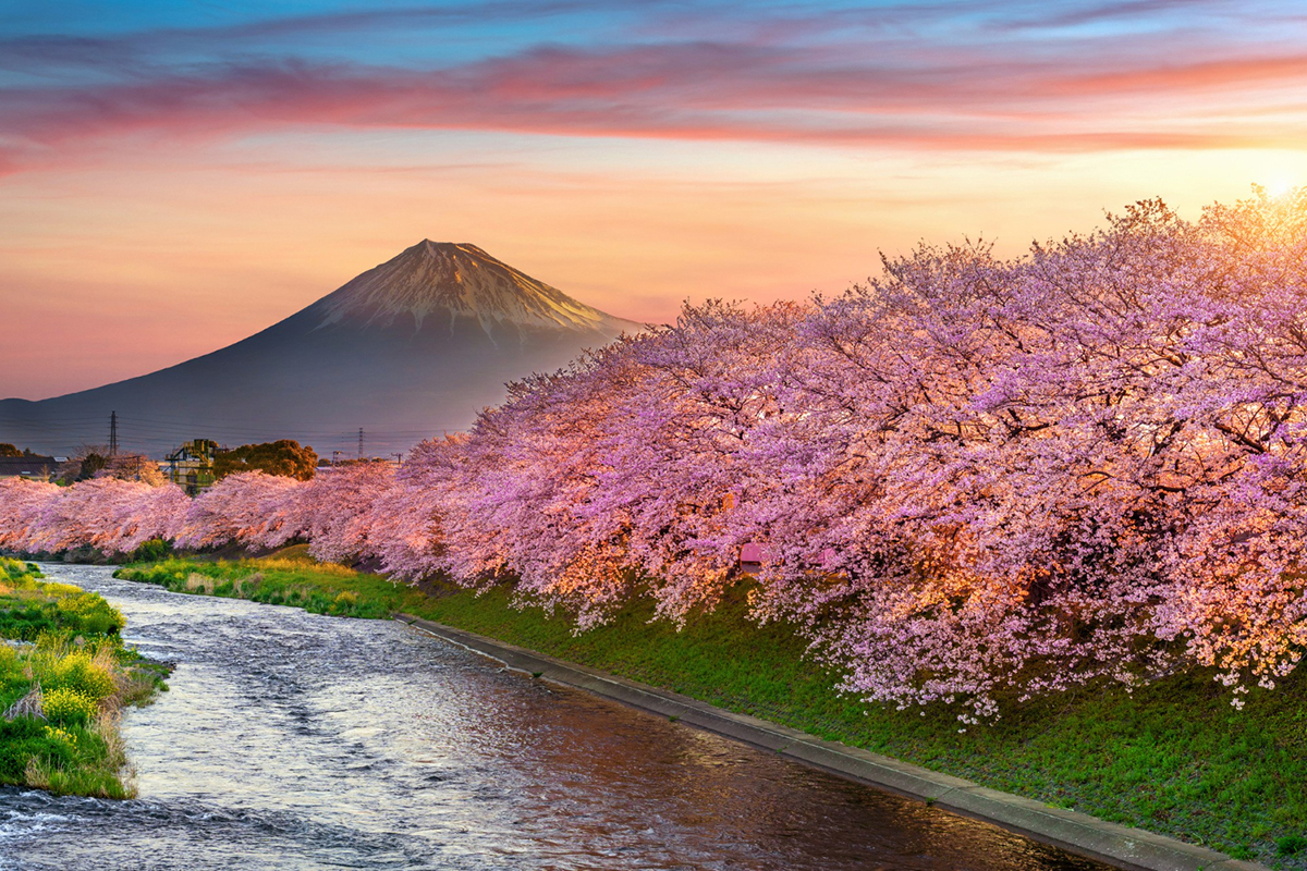 Hidden cherry blossom gems in the Asia-Pacific
