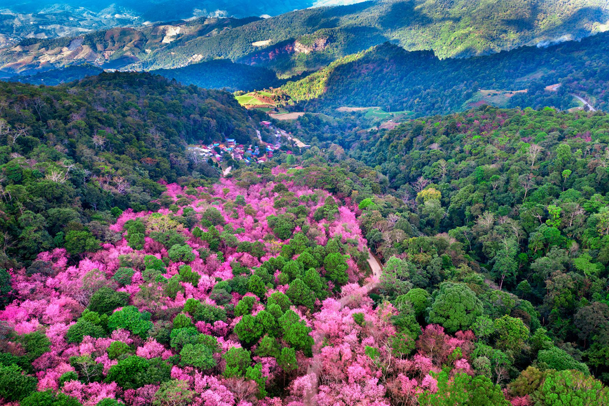 Hidden cherry blossom gems in the Asia-Pacific