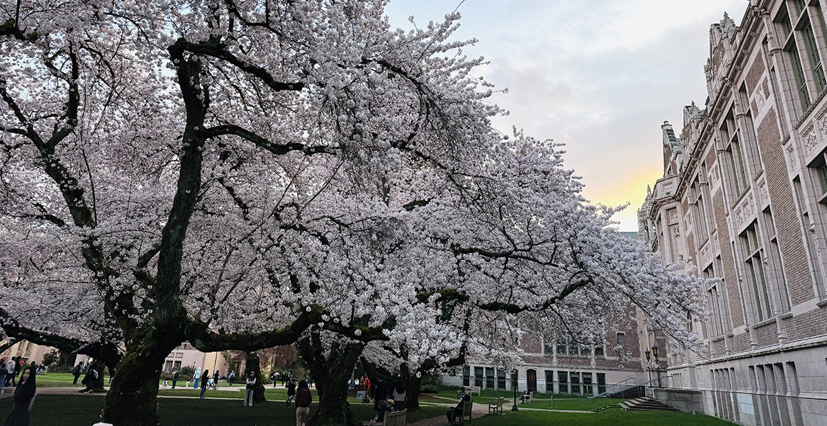 Warmer weather brings UW cherry blossoms to life