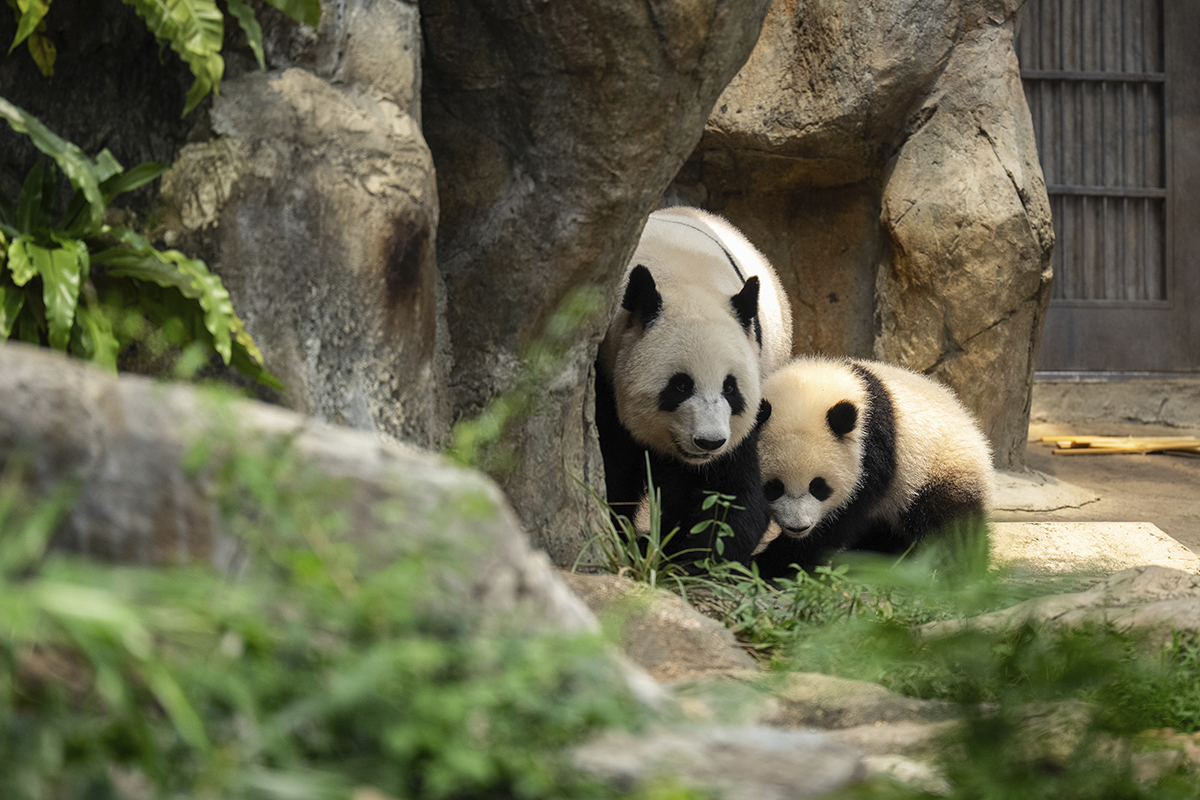 Meet Jia Jia and De De, Hong Kong’s first locally born giant pandas