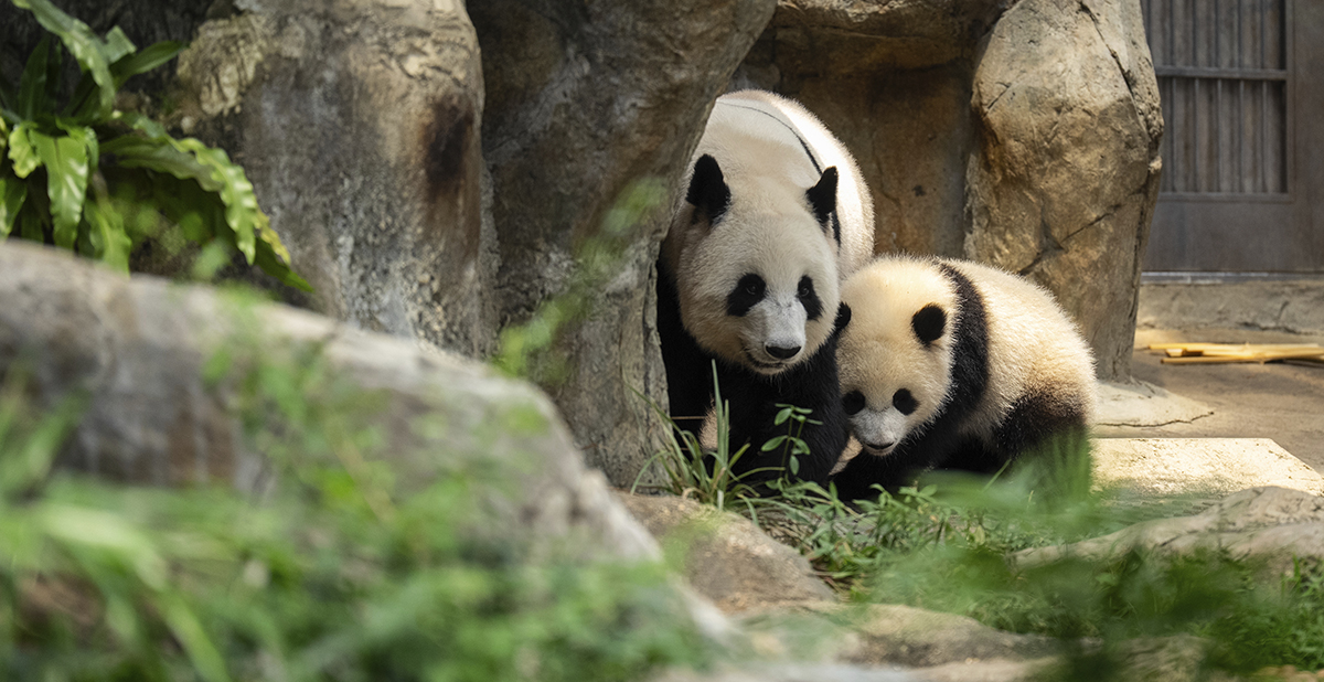 Meet Jia Jia and De De, Hong Kong’s first locally born giant pandas
