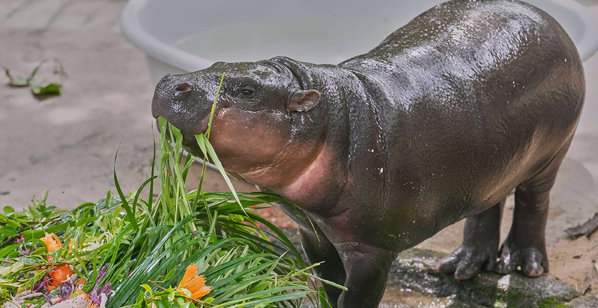 Thousands celebrate baby hippo Moo Deng’s first birthday at a Thailand zoo