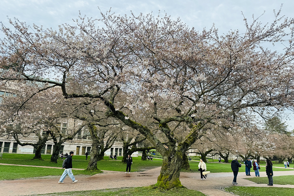 Cherry blossoms begin early show at UW