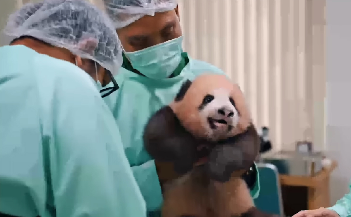 Indonesia’s first giant panda cub, Rio, is growing and healthy before ...